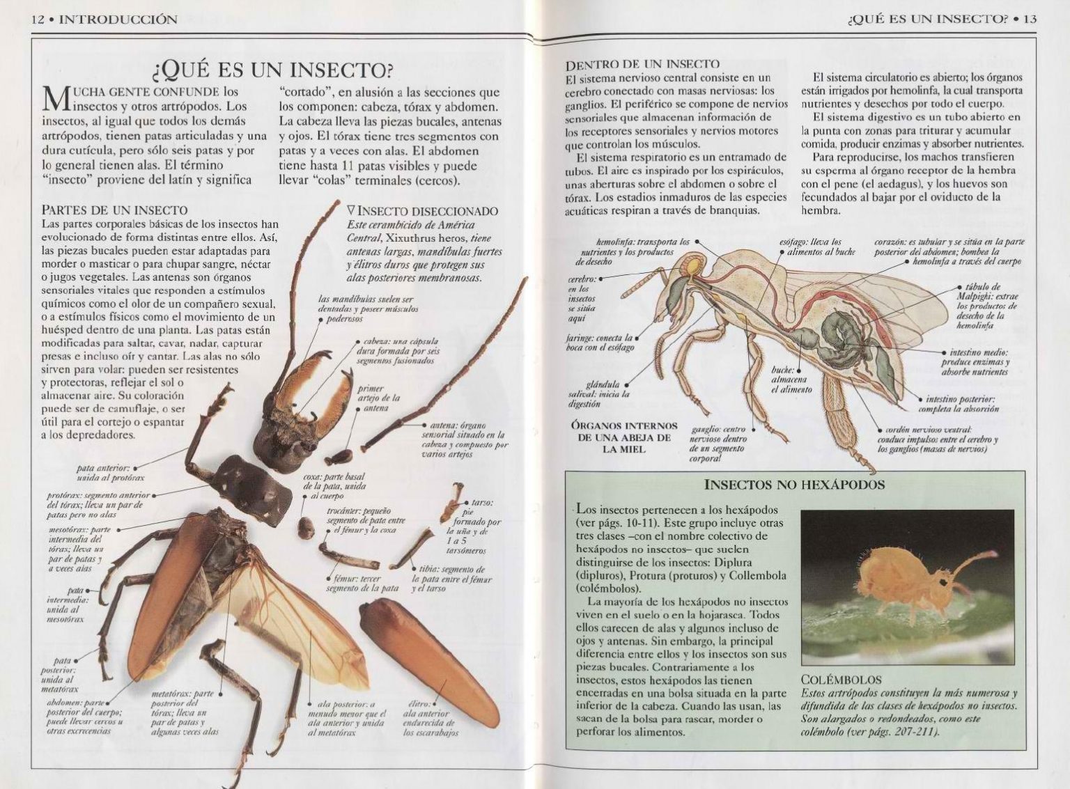 Libro para iniciarte en la entomología y los bichos. - Biologando Con ...
