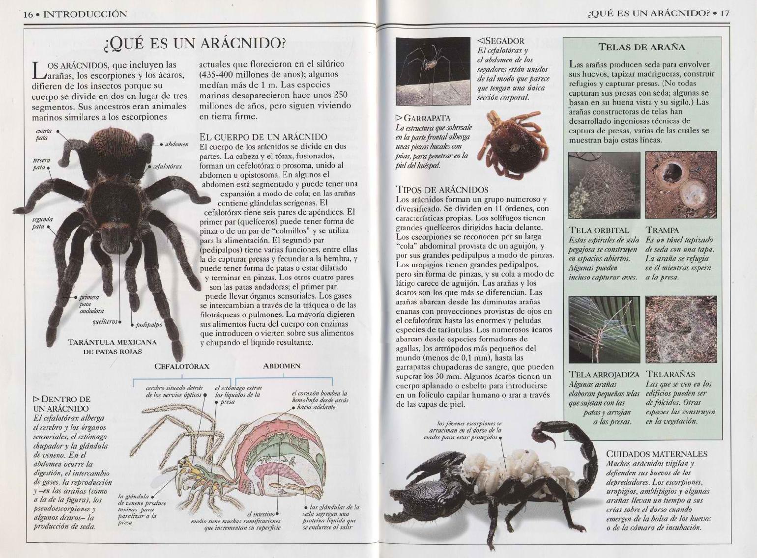 Libro para iniciarte en la entomología y los bichos. - Biologando Con ...