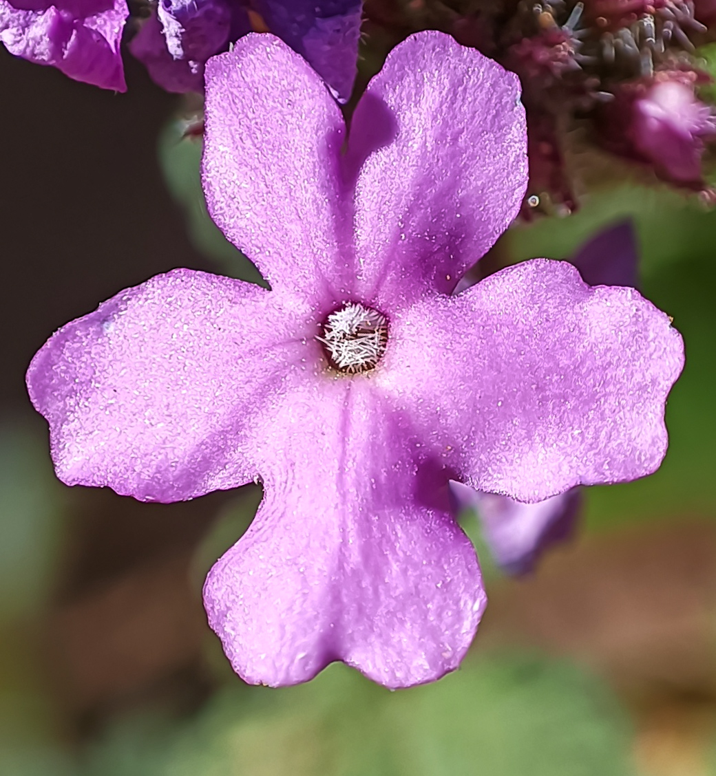 Verbena (Glandularia gooddingii), Álamos, Sonora, México. - Biologando ...