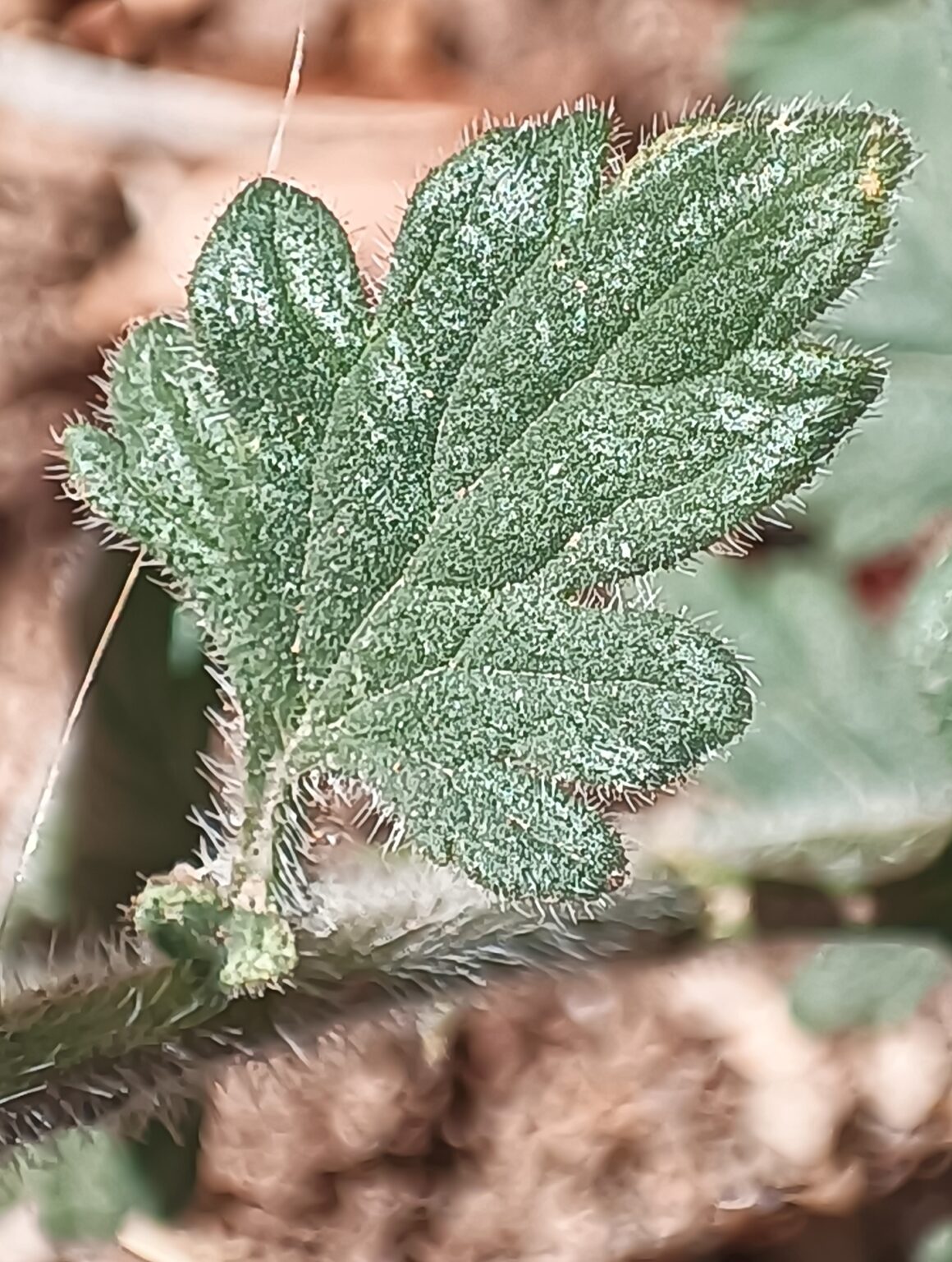 Verbena (Glandularia gooddingii), Álamos, Sonora, México. - Biologando ...