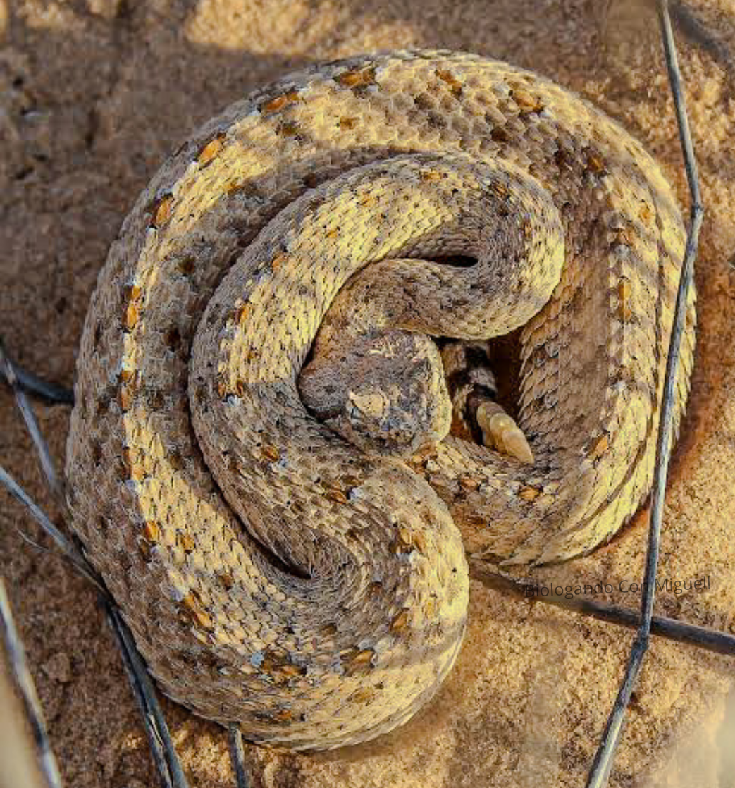 El Cascabel de Cuernos (Crotalus cerastes). - Biologando Con Miguel