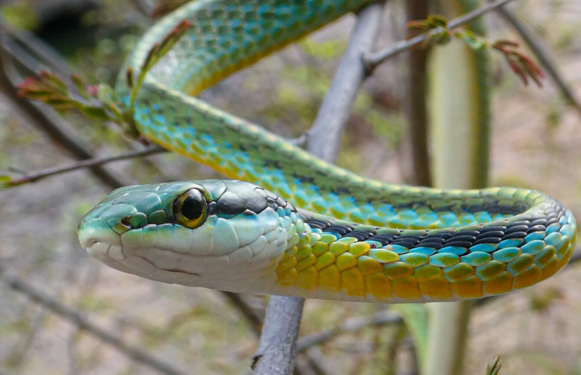 Culebra perico del Pacífico (Leptophis diplotropis) - Biologando Con Miguel