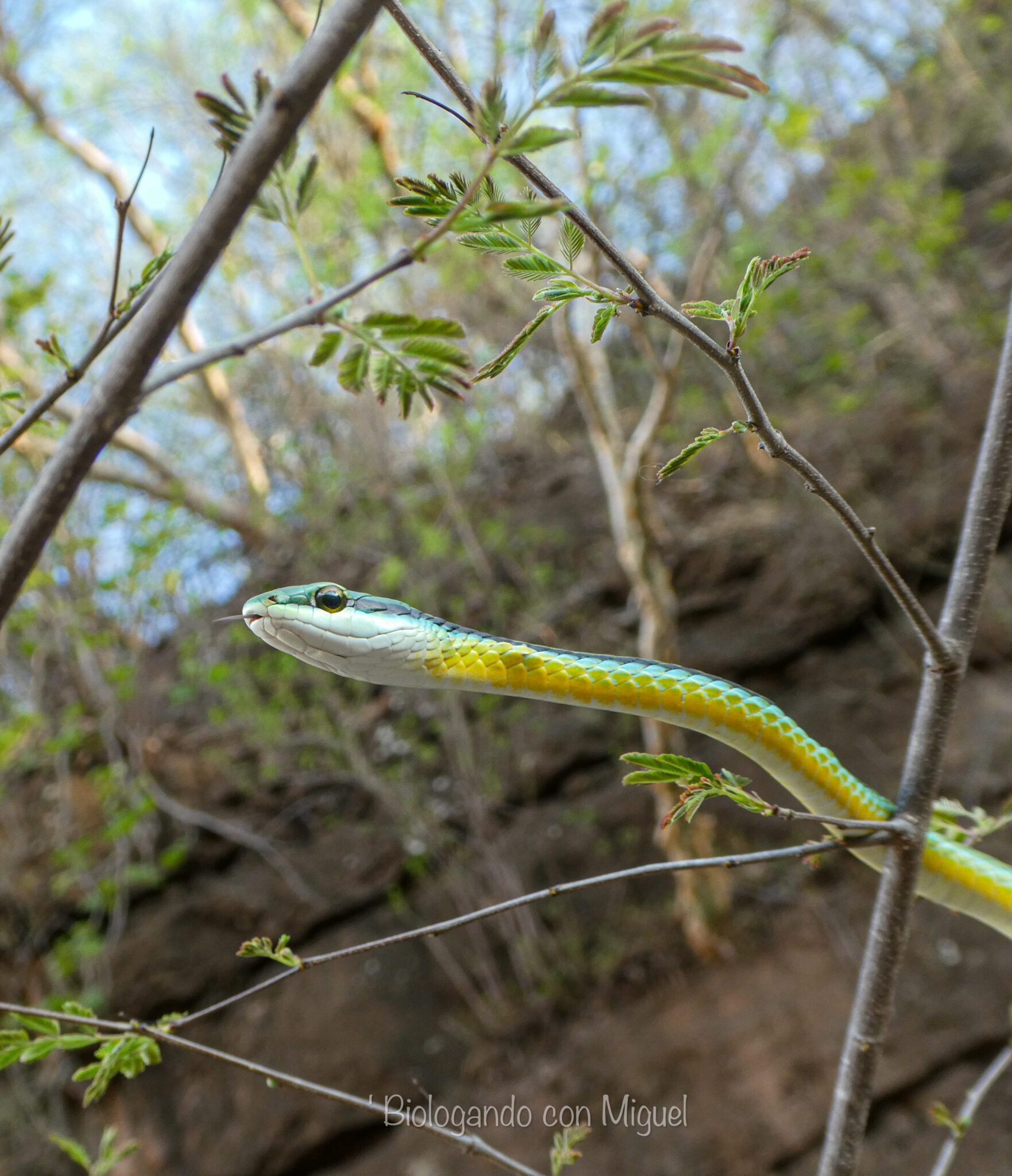 Culebra perico del Pacífico (Leptophis diplotropis) - Biologando Con Miguel