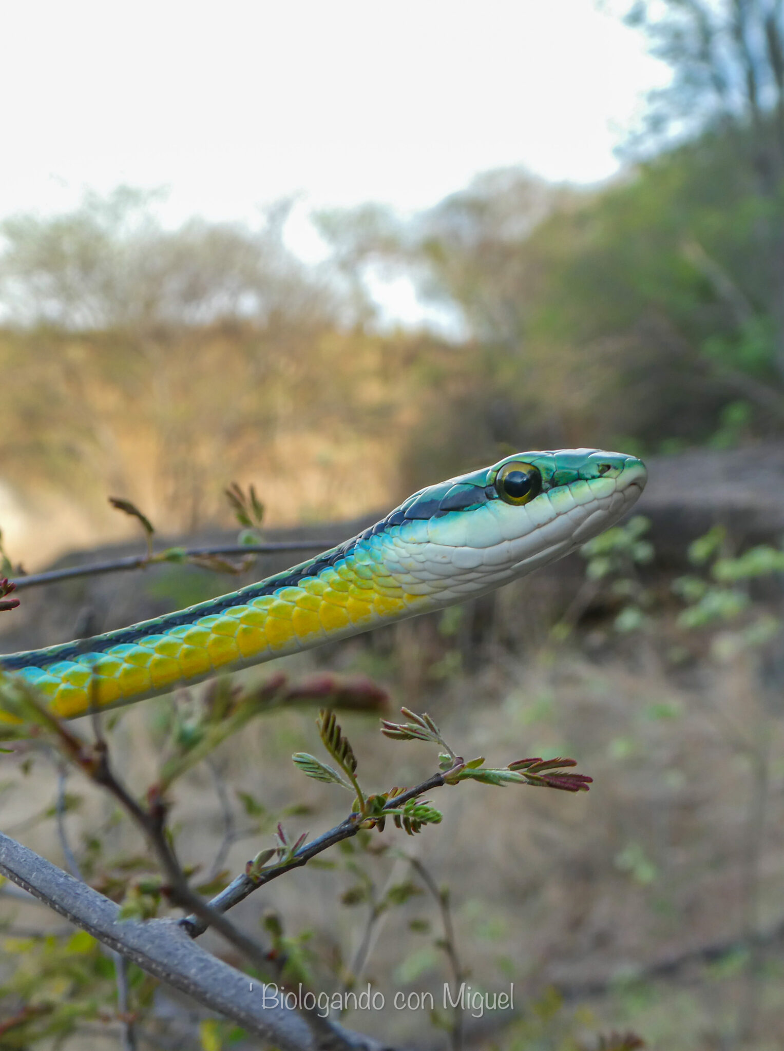 Culebra perico del Pacífico (Leptophis diplotropis) - Biologando Con Miguel