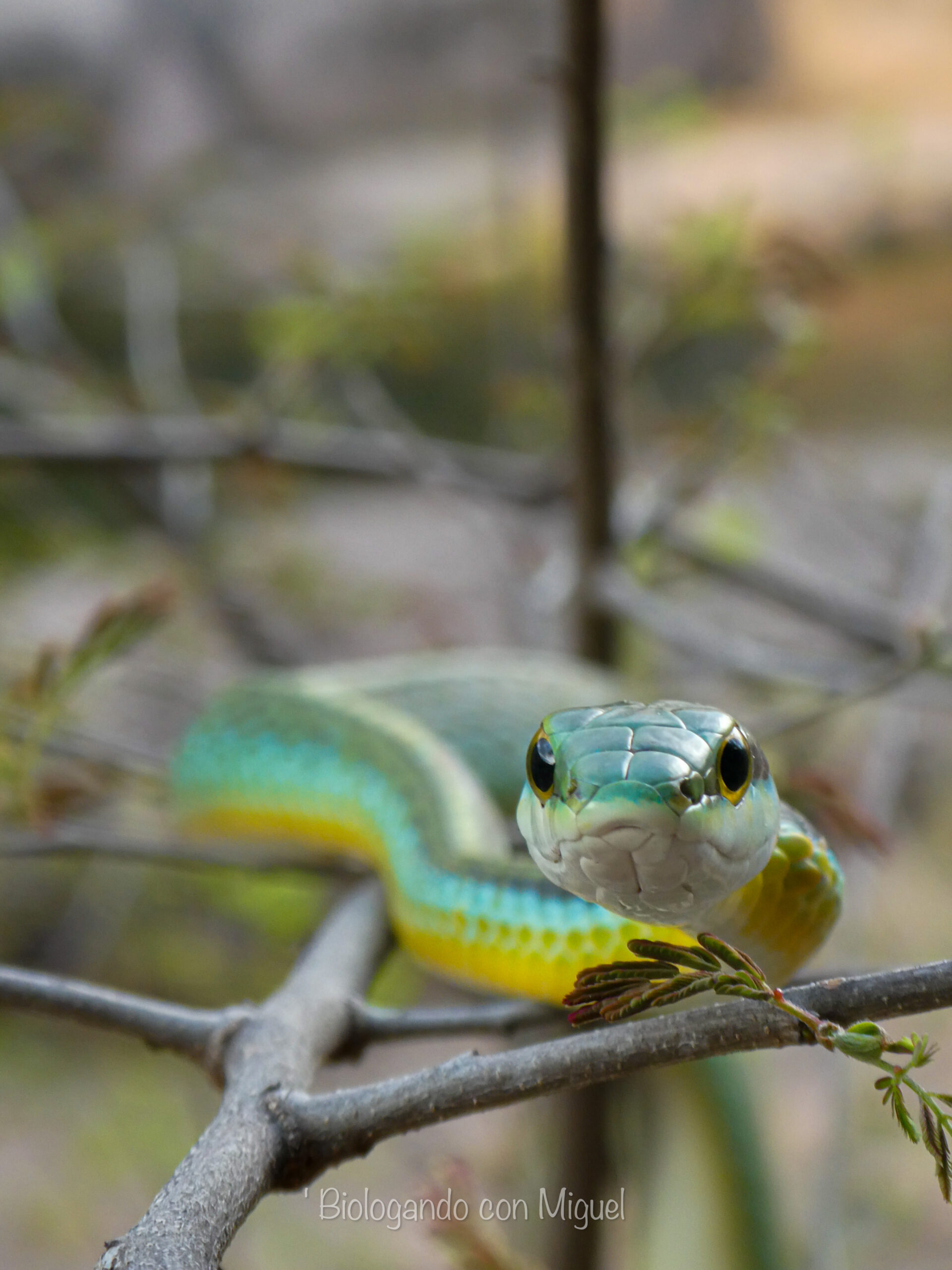 Culebra perico del Pacífico (Leptophis diplotropis) - Biologando Con Miguel
