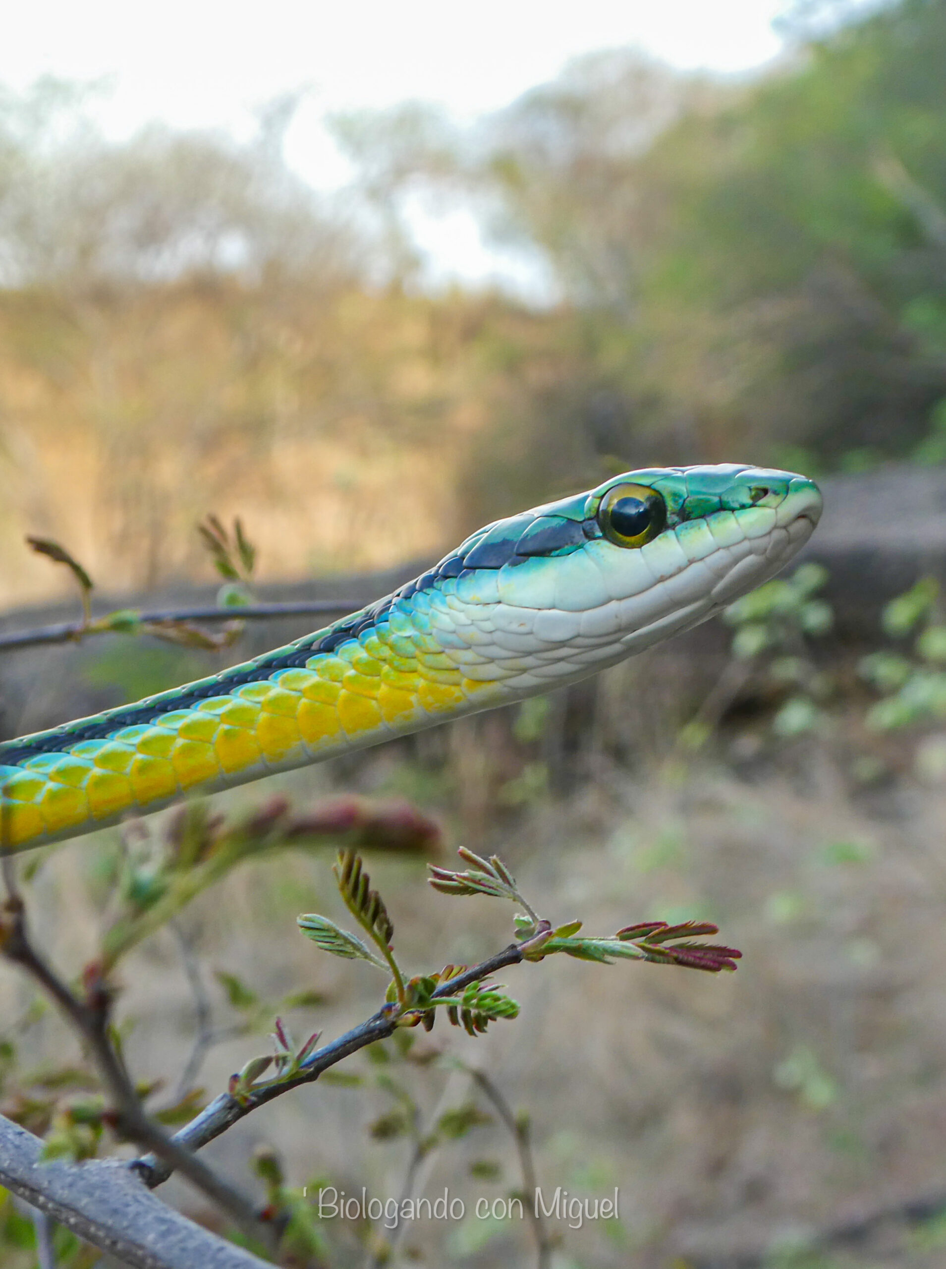 Culebra perico del Pacífico (Leptophis diplotropis) - Biologando Con Miguel