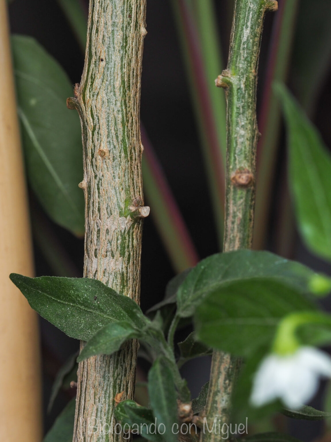 El famoso Chiltepín (Capsicum annuum var. glabriusculum) una planta con ...