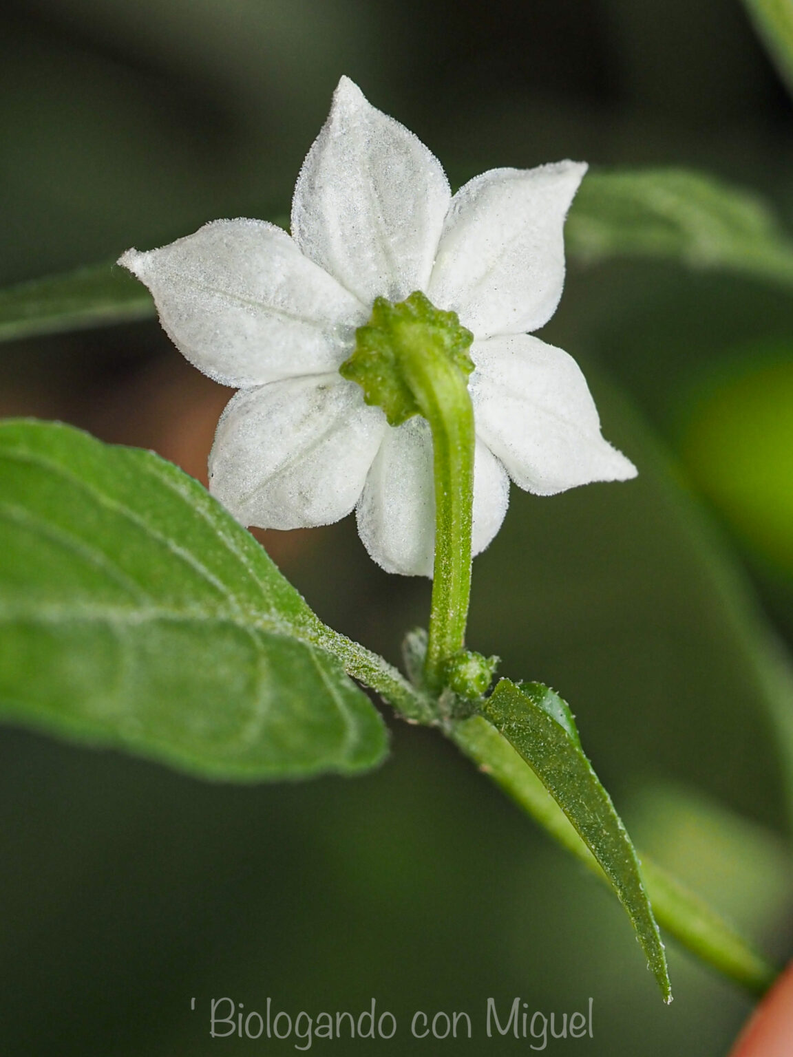 El famoso Chiltepín (Capsicum annuum var. glabriusculum) una planta con ...