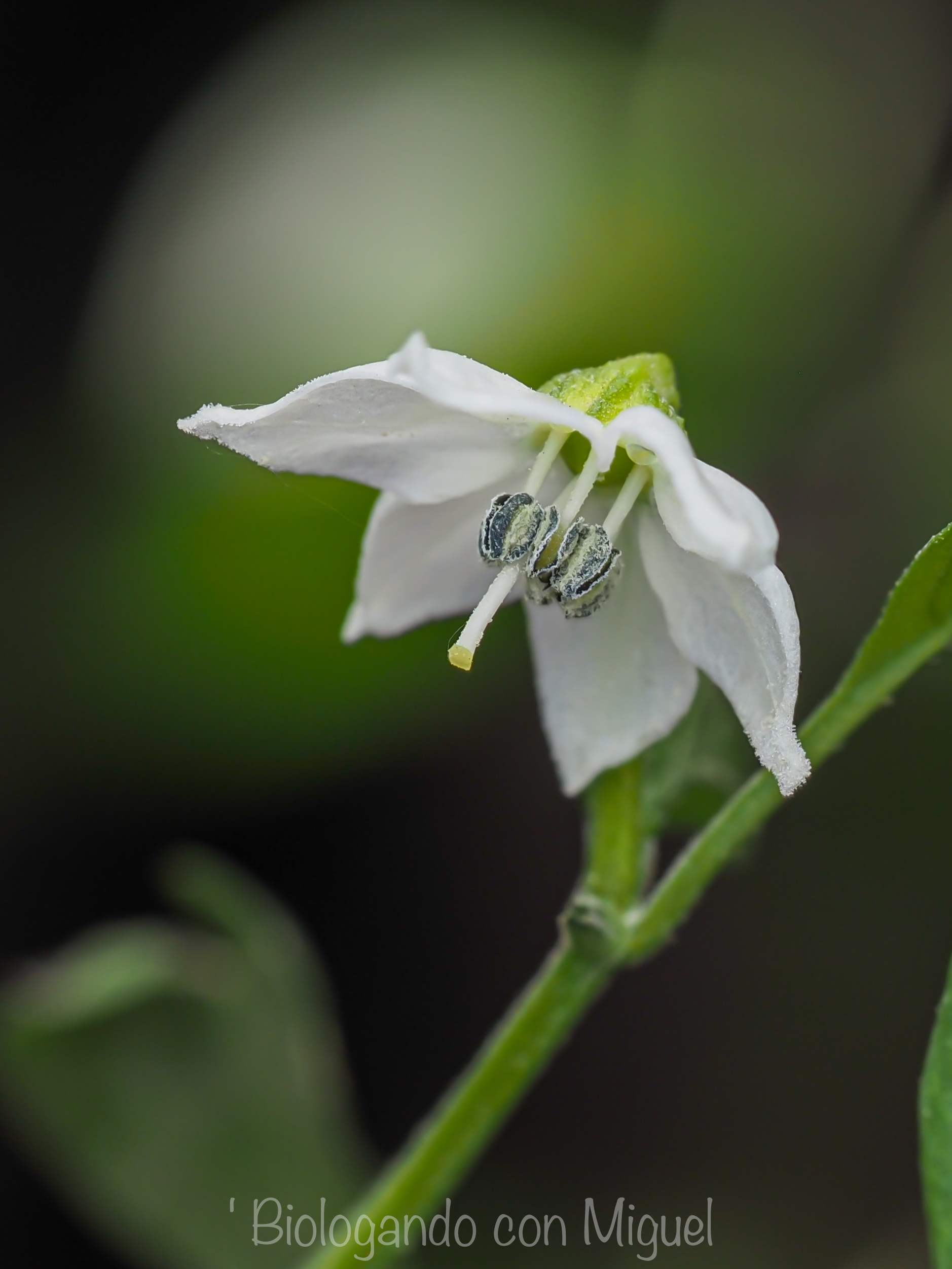 El famoso Chiltepín (Capsicum annuum var. glabriusculum) una planta con ...