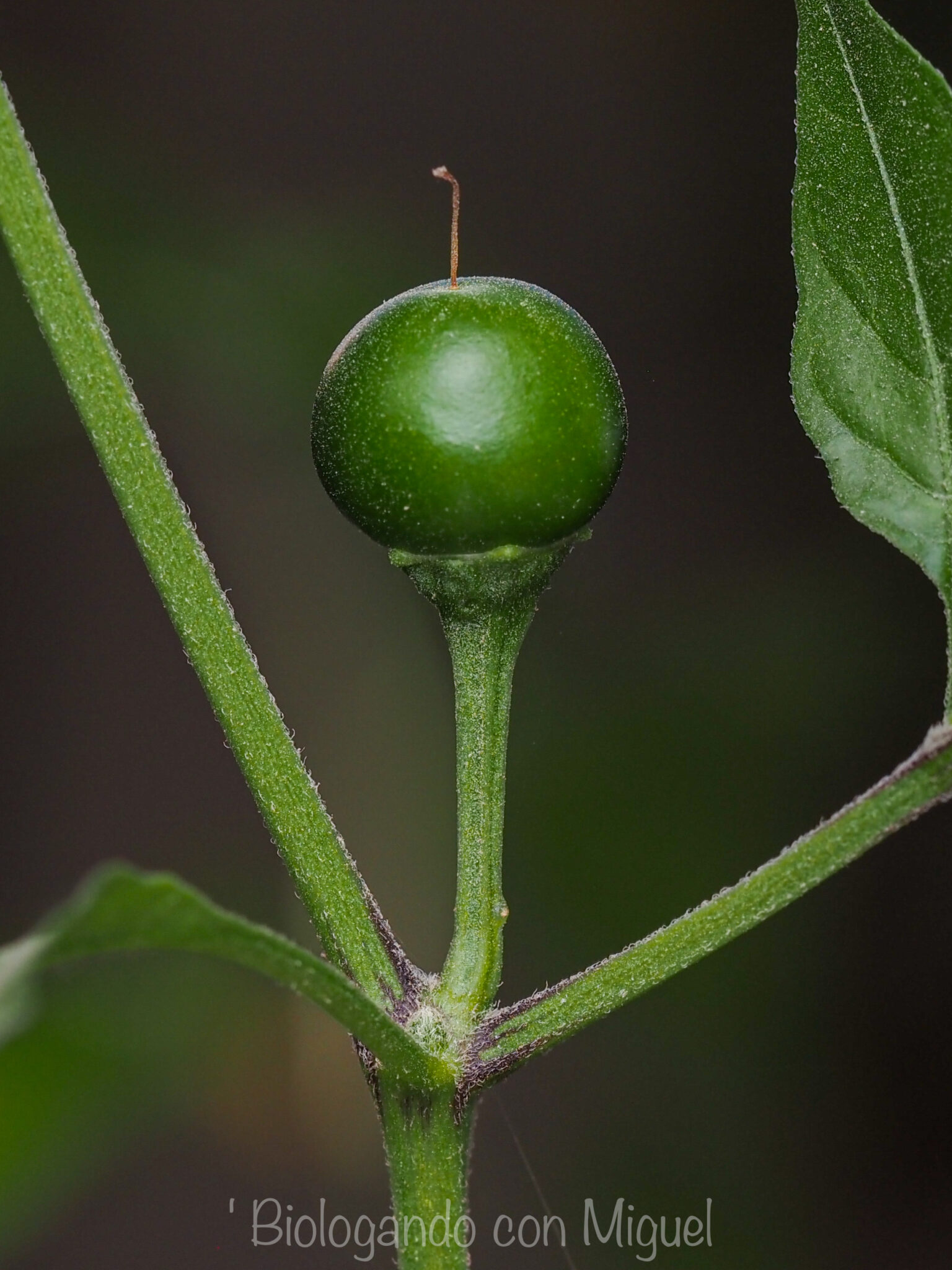 El famoso Chiltepín (Capsicum annuum var. glabriusculum) una planta con ...