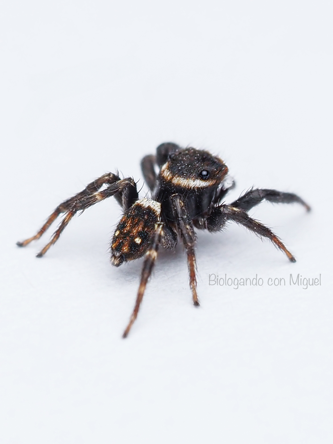 Araña Saltarina de Adanson (Hasarius adansoni) - Biologando Con Miguel